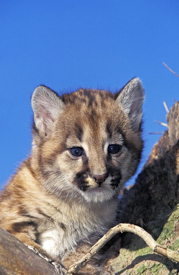 COUGAR Puma Concolor, CUB STANDING on STUMP Stock Image - Image of ...