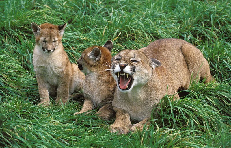 Cougar, Puma Concolor, Mother Snarling with Cub Stock Image - Image of ...