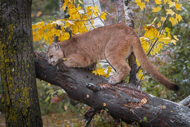 Cougar Puma Concolor Sharpens Claws on Downed Tree Autumn Stock Image ...