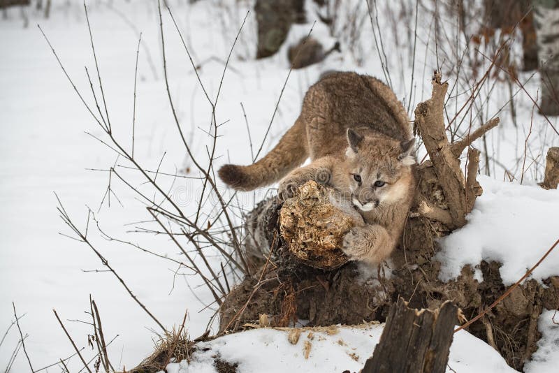Cougar Puma Concolor Sharpens Claws on End of Log Winter Stock Image ...