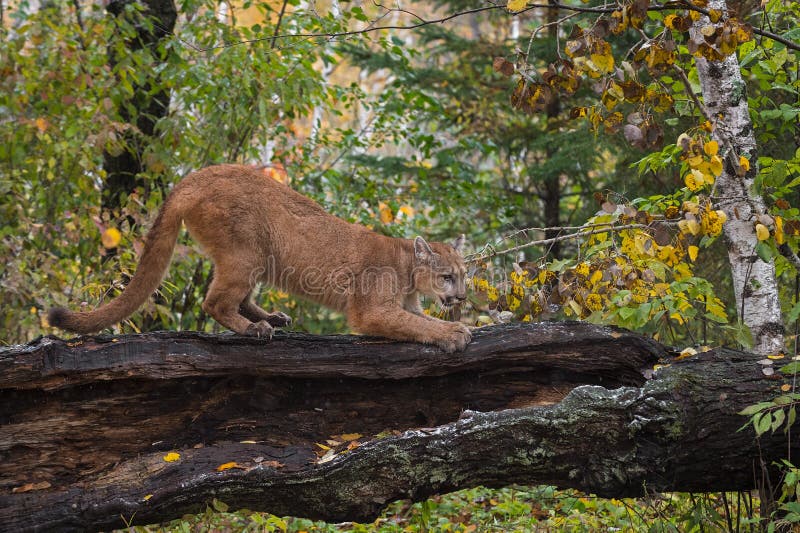 Cougar Puma Concolor Sharpens Claws on Log Autumn Stock Photo - Image ...