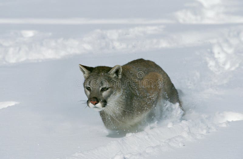 Cougar, Puma Concolor, Standing on Snow, Montana Stock Photo - Image of ...