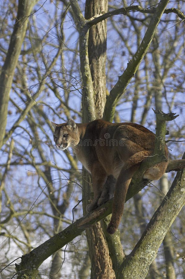 Cougar, Puma Concolor Standing in Tree Stock Image - Image of america ...