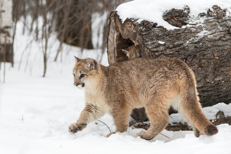 Cougar (Puma Concolor) Steps Past Log SIbling Inside Winter Stock Photo ...