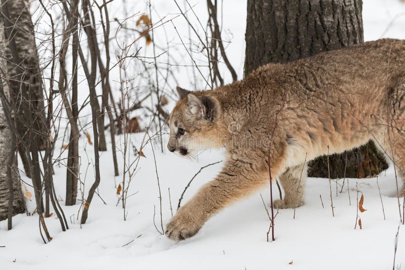 Cougar (Puma Concolor) Trots through Forest Winter Stock Photo - Image ...