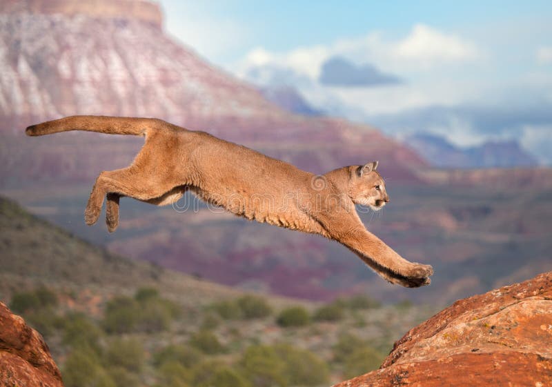 Cougar Picture. Image: 87313011