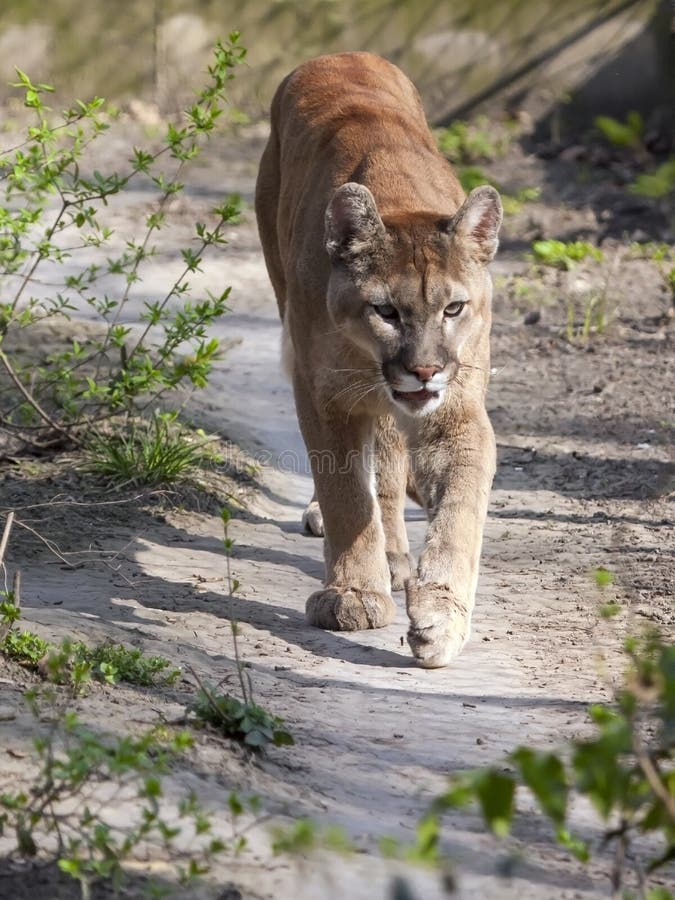 Cougar stock photo. Image of carnivore, forest, puma - 39369008