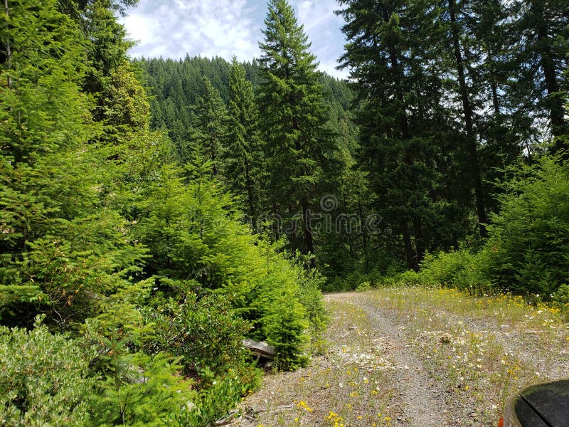 Cougar Reservoir Oregon stock image. Image of cougar - 153234347