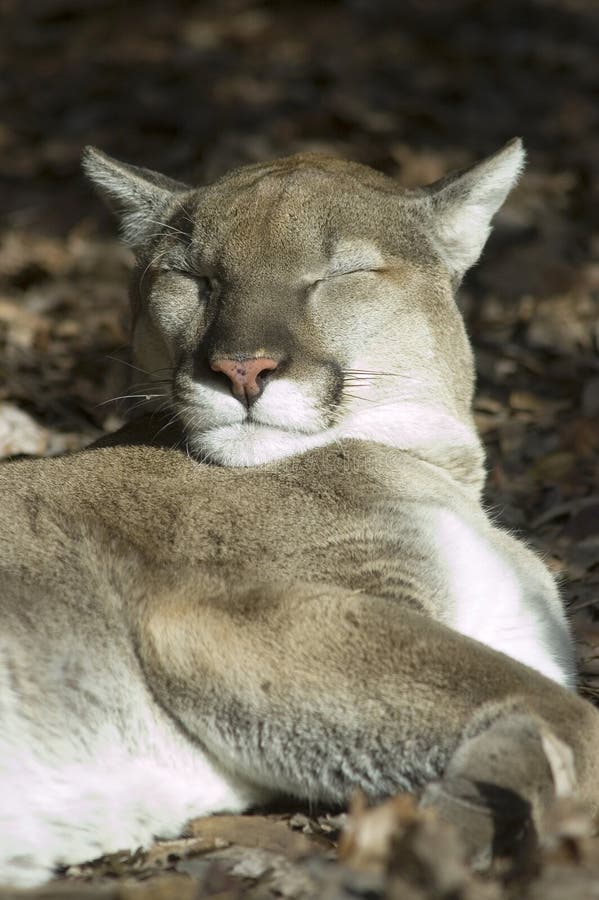 Sleeping Cougar stock image. Image of canadian, vicious - 345965