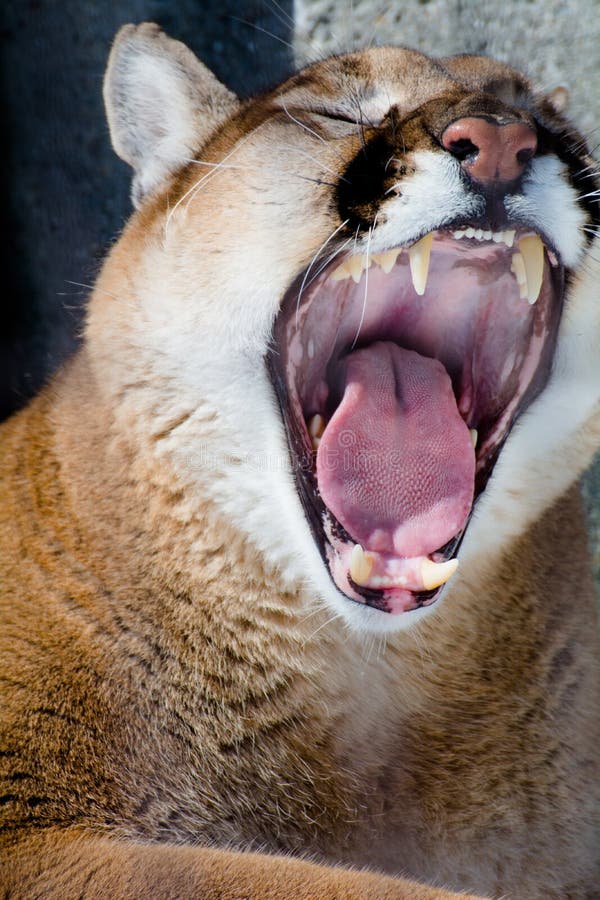Cougar (Puma concolor) stock image. Image of teeth, puma - 21692715