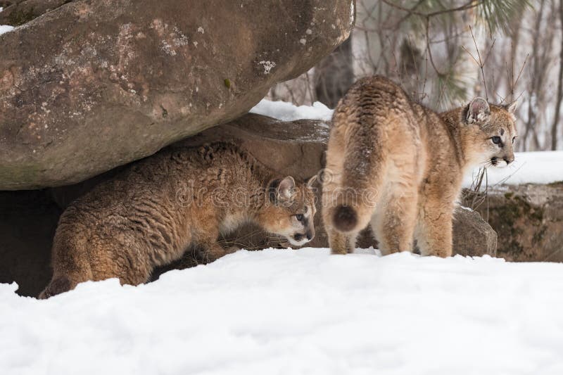 Cougars (Puma Concolor) Together at Den Looking Right Winter Stock ...