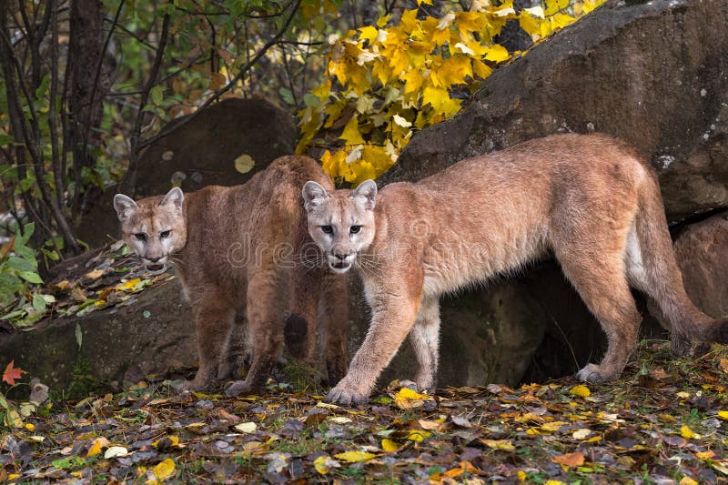 Cougars Puma Concolor Turn in Front of Rock Den Autumn Stock Photo ...