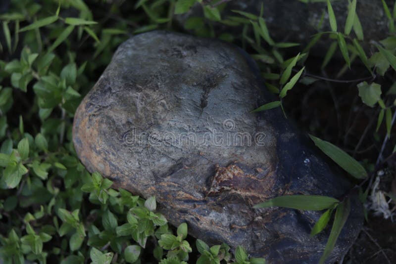 Cough in the bushes stock photo. Image of rock, grave - 228991032