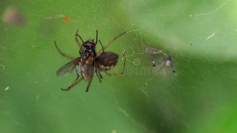 Cought in the Spider`s Trap Stock Video - Video of nature, season ...