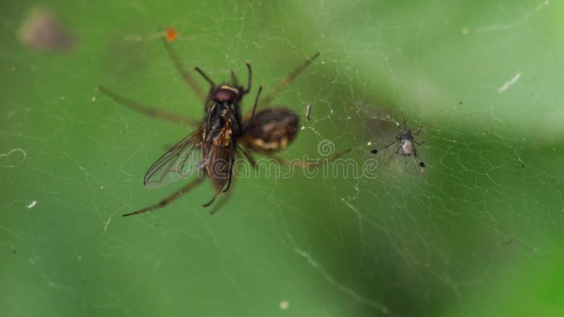 Cought in the Spider`s Trap Stock Video - Video of nature, season ...