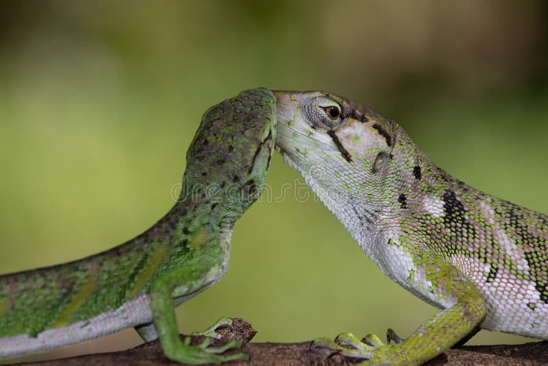 Monkey lizard stock photo. Image of chameleon, insectivore - 16168814