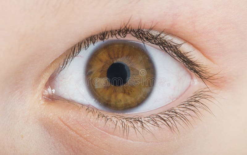 48,374 Photos de Couleur De Brun D Oeil Humain - Photos de stock ...