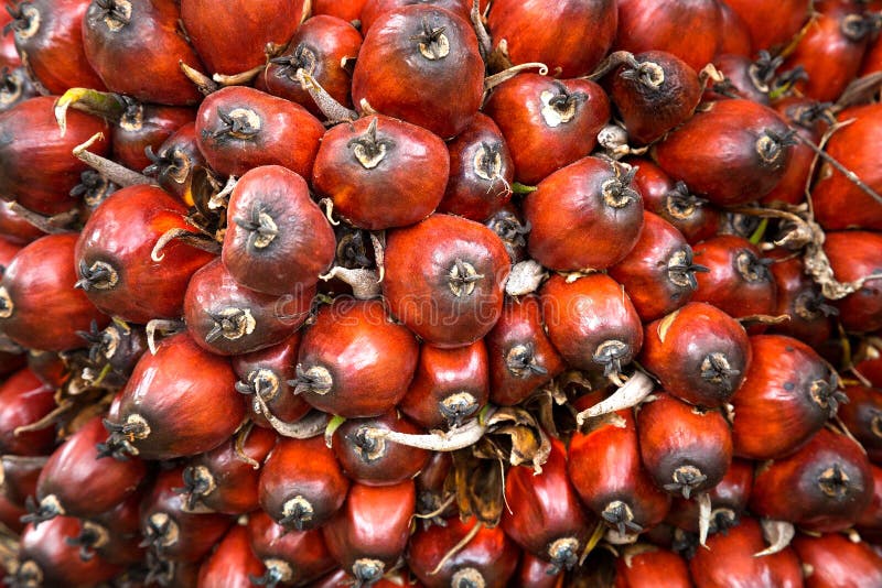 Images Fruit De Palmier Huile - Téléchargez 1,318 Photos libres de droits