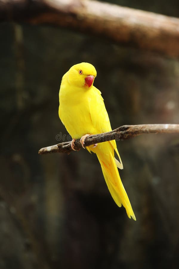 Perruche Jaune De Krameri De Psittacula Photo stock - Image du oiseau ...