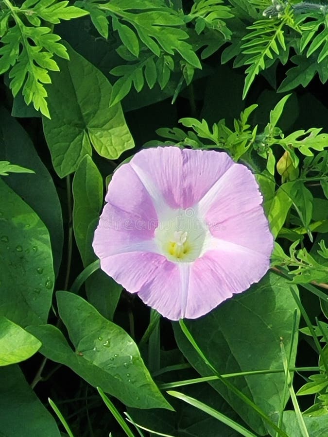 Couleur Rose Fleur Mignonne Photo stock - Image du mignon, couleur ...