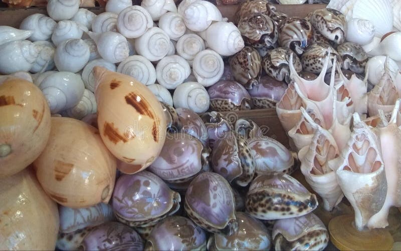 Counch variety colour stock photo. Image of insect, flower - 216728524