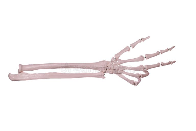 Count 3- hand of bones stock photo. Image of anatomical - 29855024
