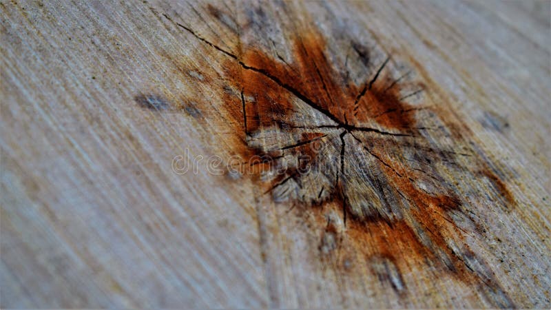 165 Beech Tree Cross Section Photos - Free & Royalty-Free Stock Photos ...