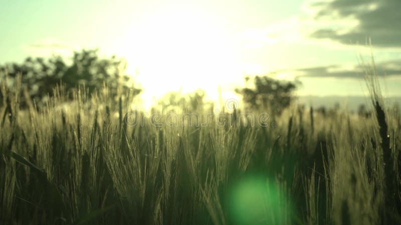 Counter Light. Wheat in the Sunset. Beautiful. Video Stock Video - Video of agriculture, rays ...