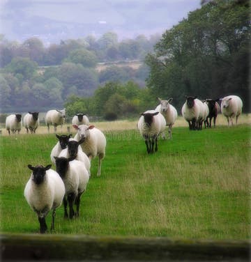Counting Sheep stock image. Image of england, counting - 129737