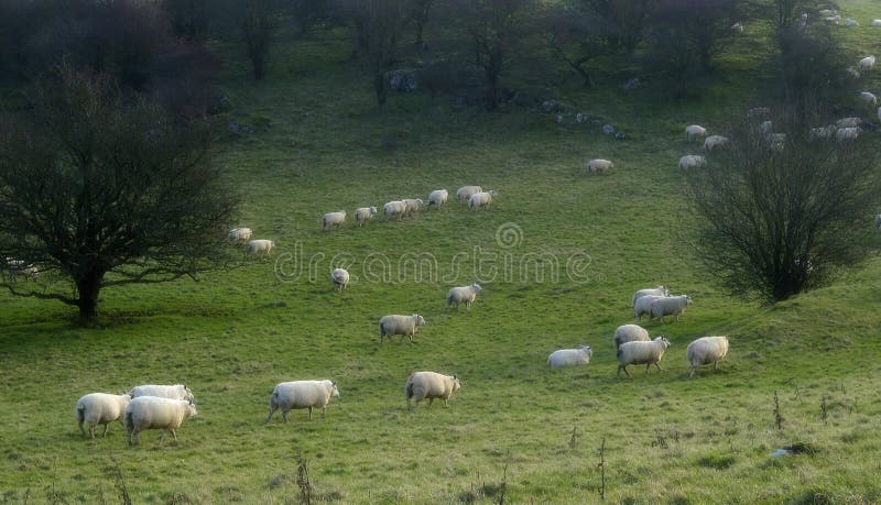 Counting sheep 2 stock photo. Image of dream, steak, lamb - 144098