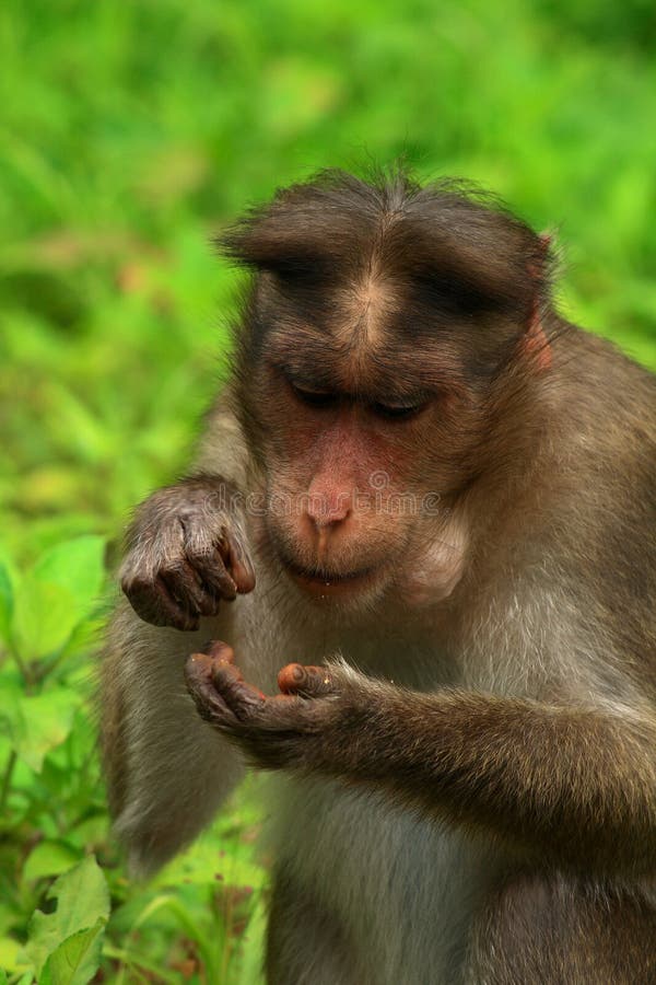 Monkey Counting Stock Photos - Free & Royalty-Free Stock Photos from ...