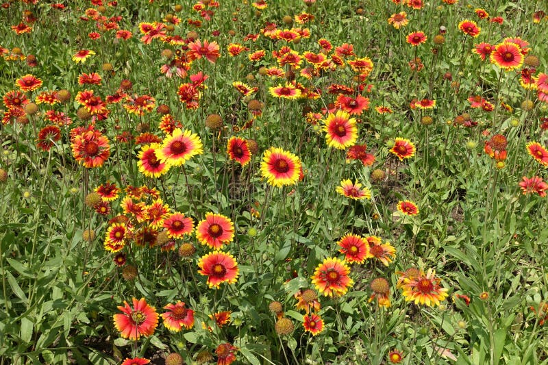 Countless Red and Yellow Flowers of Gaillardia Aristata Stock Image ...