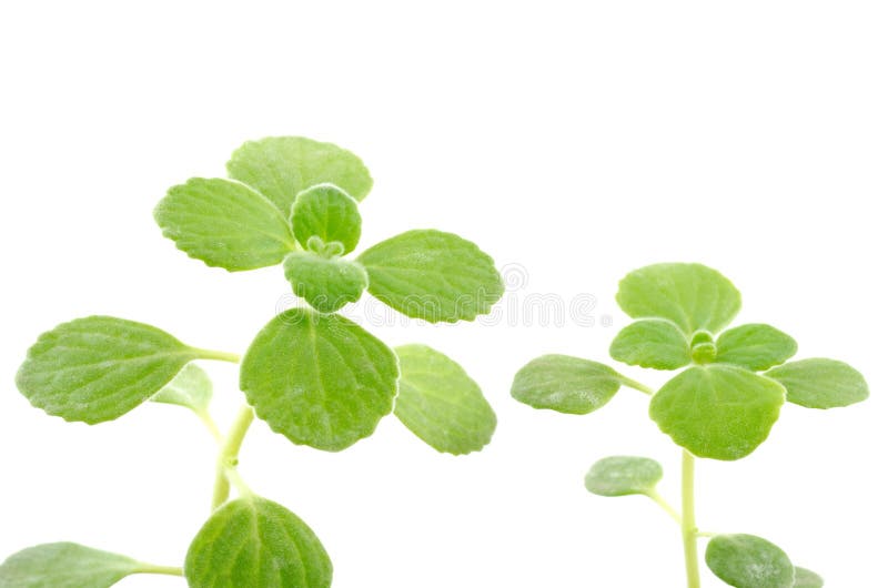 Country borage stock photo. Image of herb, food, life - 27717352