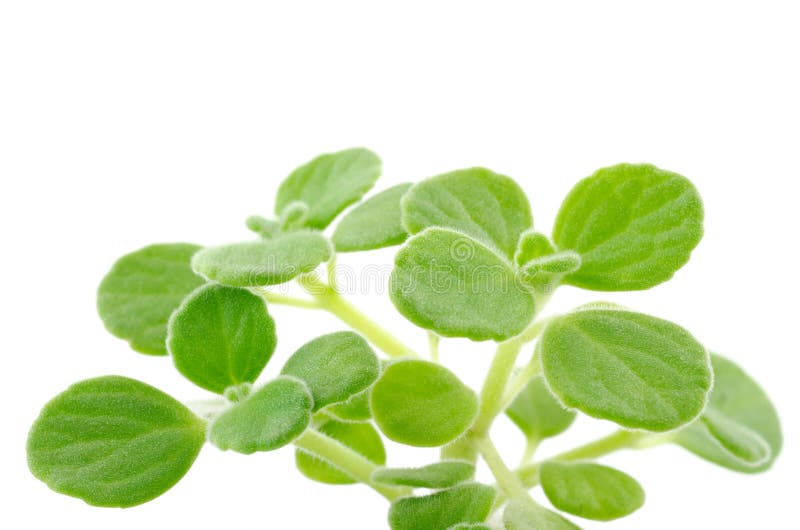 Country Borage, Indian Borage, Coleus Amboinicus Lour (Plectranthus ...