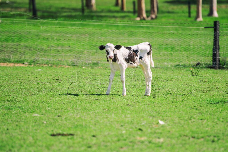 Country Calf stock image. Image of rural, summer, grass - 64097937