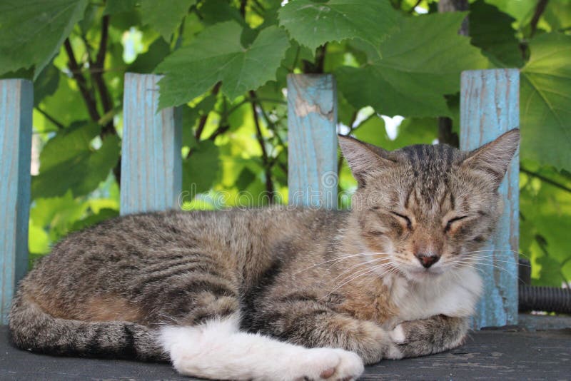Country cat stock image. Image of flower, whiskers, animal - 221322747