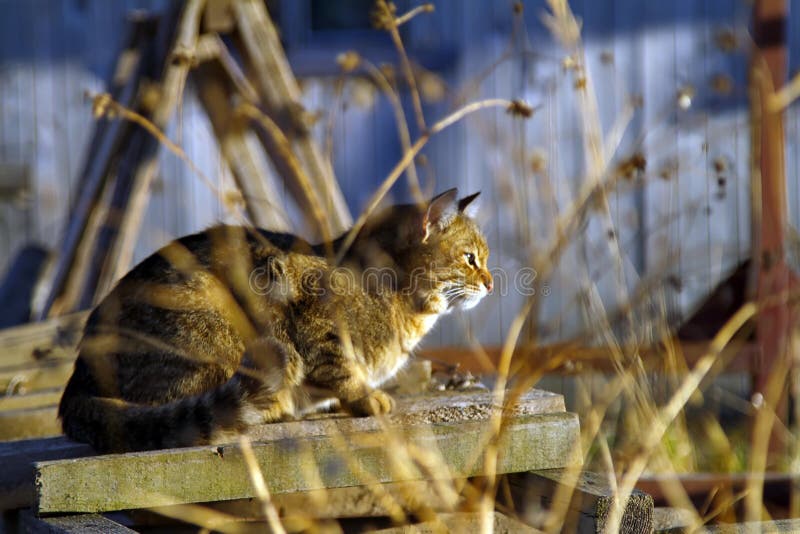 Country cat on a walk. stock image. Image of walk, rays - 183876109