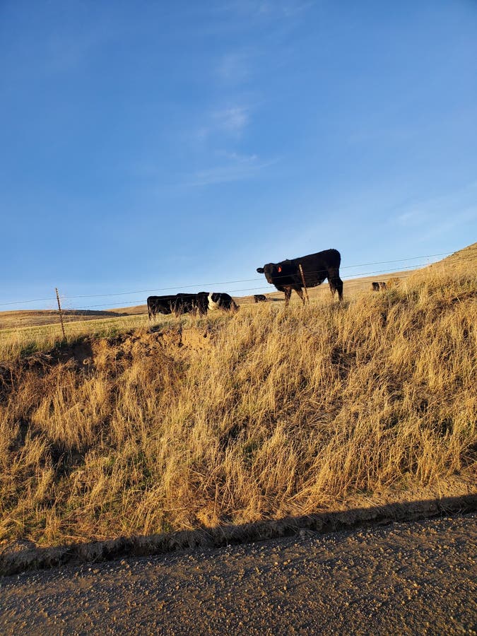 Country Cow stock image. Image of rock, wall, country - 232975097