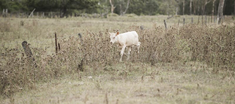 Country Cow stock image. Image of farm, pasture, front - 83264641