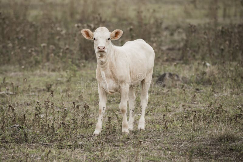 Country Cow stock photo. Image of clouds, mammal, rural - 83264666