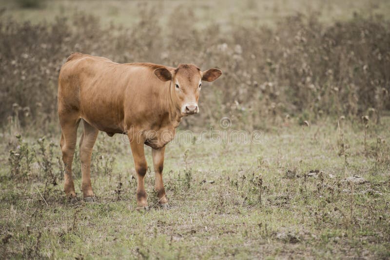 Country Cow stock image. Image of countryside, farmland - 83280711