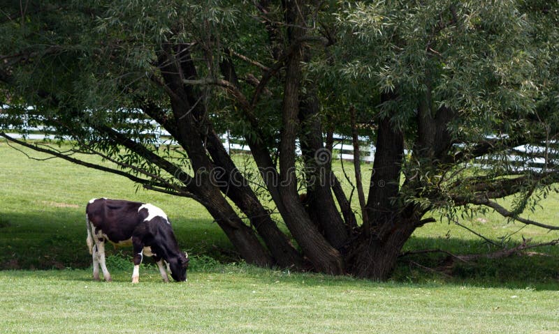 Country Cow by Tree stock photo. Image of heffer, farmland - 48160694