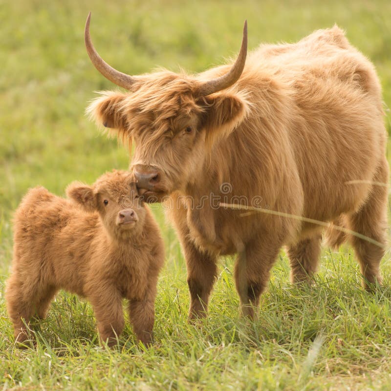 Country Cows stock image. Image of farm, farmland, green - 72537921