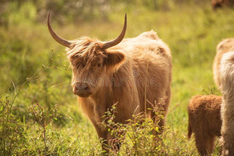 Country Cows stock photo. Image of field, clouds, rural - 72590932