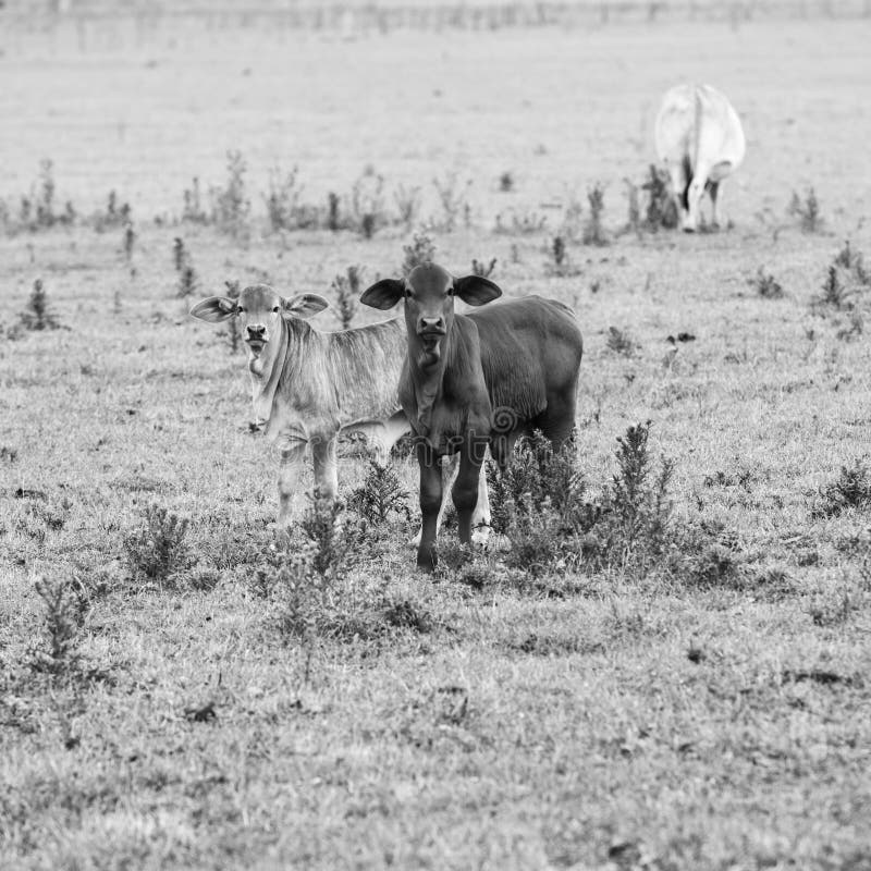 Country Cows stock photo. Image of mammal, front, agriculture - 94834220