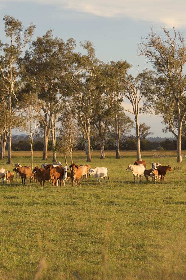 Country Cows stock photo. Image of pasture, field, mammal - 65488924