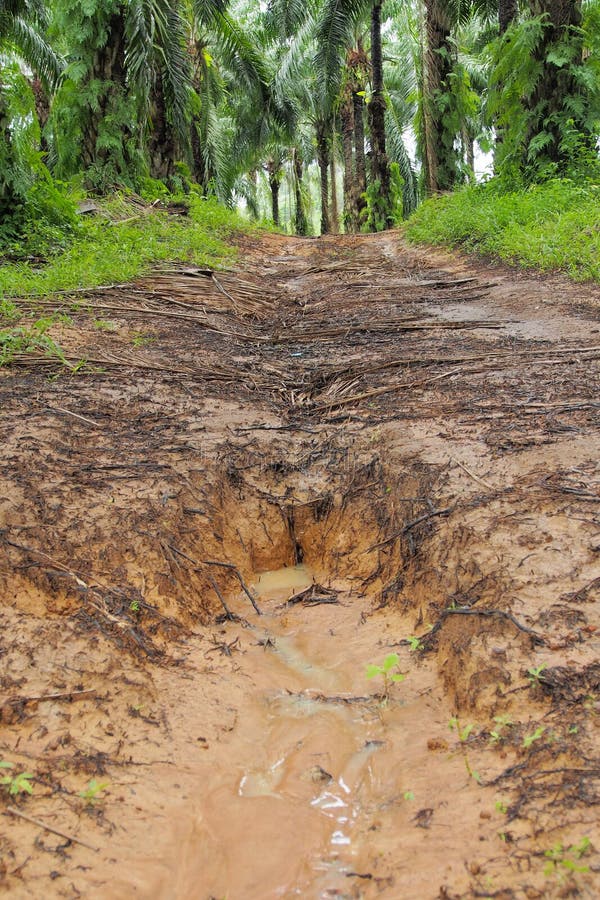 Country Dirt Path through the Forest with Mud and Large Puddles after ...