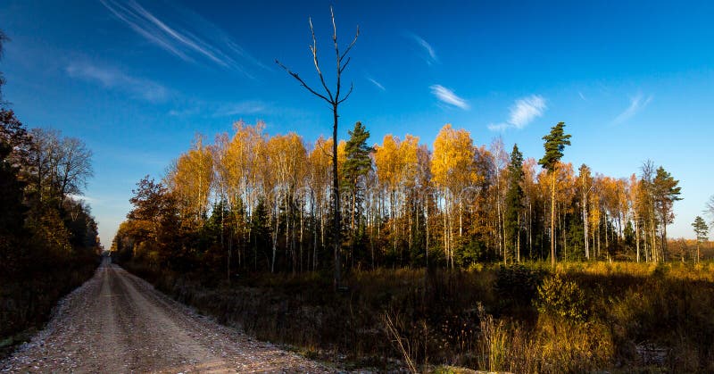 Country Dirt Road in Autumn. Stock Image - Image of grass, landscape ...