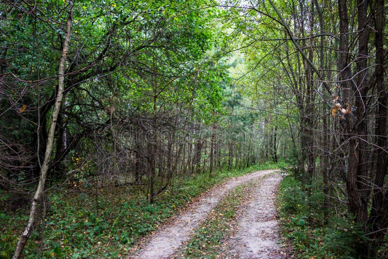 Country Dirt Road Going through the Forest Stock Image - Image of ...