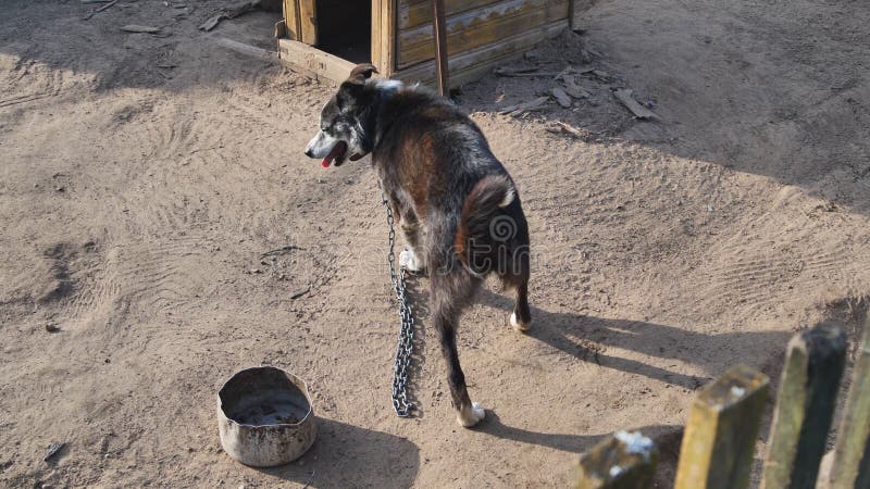 A country dog on a chain. stock photo. Image of chains - 353425504
